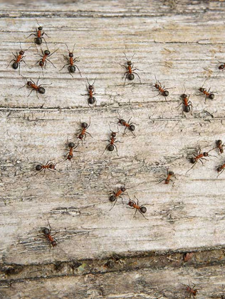 Rest EZ Pest Control: Grand Blanc, Flint, MI: Insect & Rodent Control